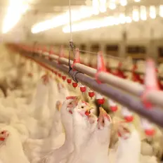 D80 LED Light Bulbs | IP67 Flicker-Free LED Poultry Lighting – CERAMICLITE