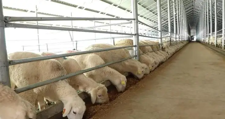 Solution - Sheep/Goat/Horse Farms - _Ceramiclite - Sport Lighting ...