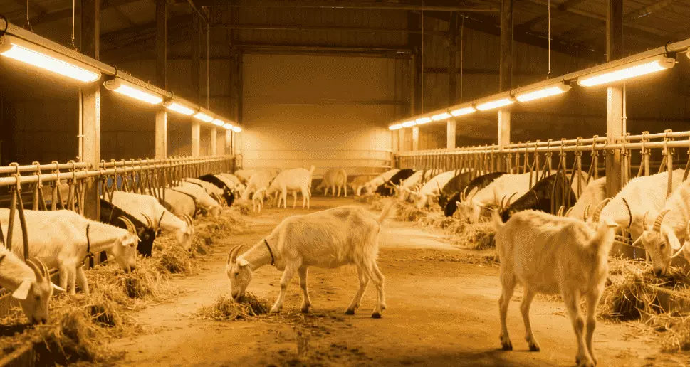 Animal Lighting Solutions | LED Barn & Stable Lighting for Sheep, Goat ...