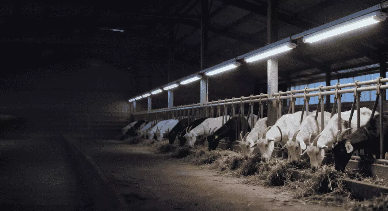 Animal Lighting Solutions | LED Barn & Stable Lighting for Sheep, Goat ...