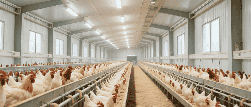 Poultry Farm Upgrades to Ceramiclite T21 LED Lights - _Ceramiclite