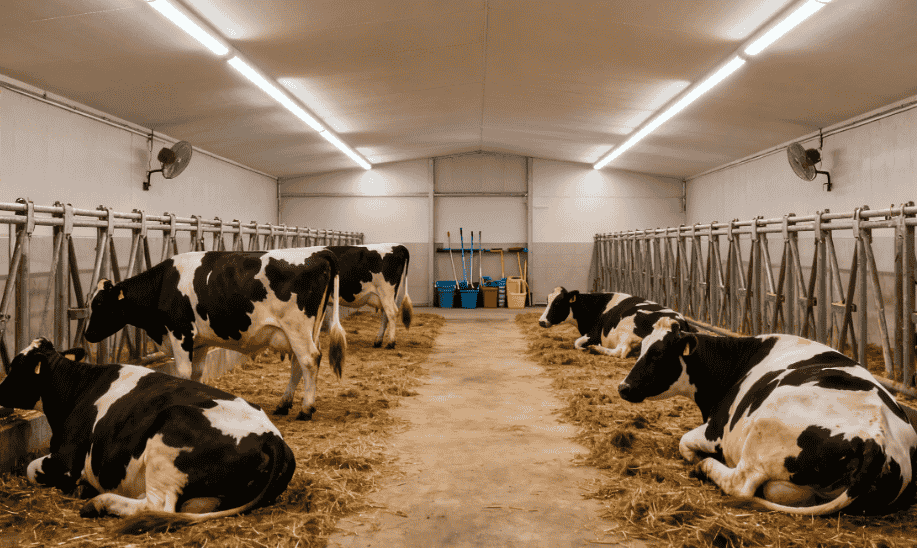 Solution - Cattle Lighting - _Ceramiclite