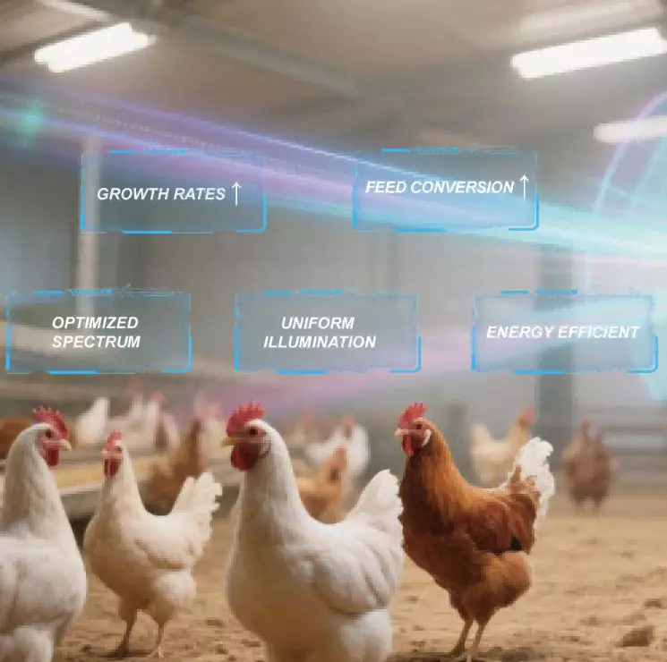Poultry Lighting Solutions | LED Barn Lights for Poultry Production ...