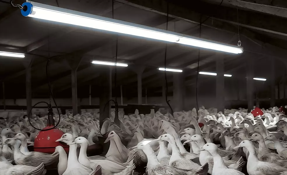 Poultry Lighting Solutions | Ceramic LED Barn Lights for Poultry ...